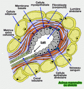 L’ocytocine | Santé Vitalité – Vitality and Health