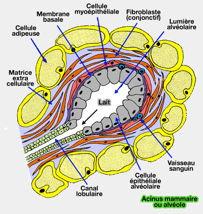 L’ocytocine | Santé Vitalité – Vitality and Health